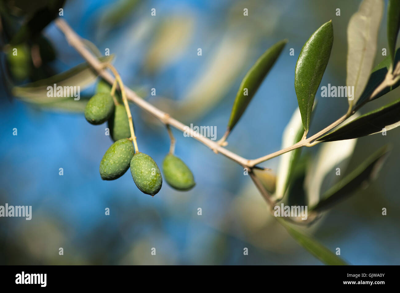 Olive branch hi-res stock photography and images - Alamy