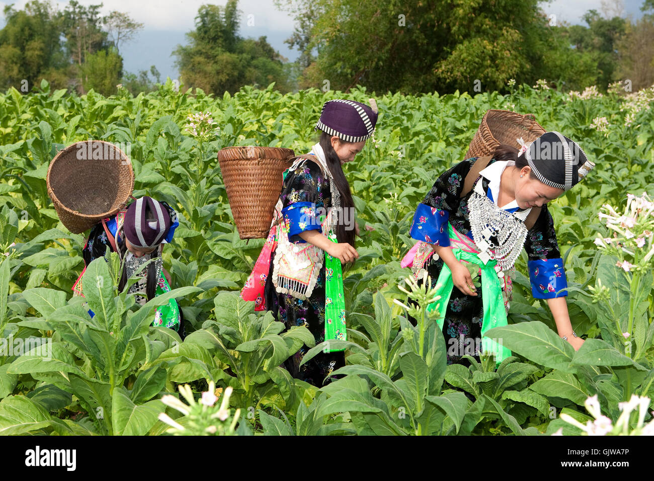 Asia agriculture hi-res stock photography and images - Alamy