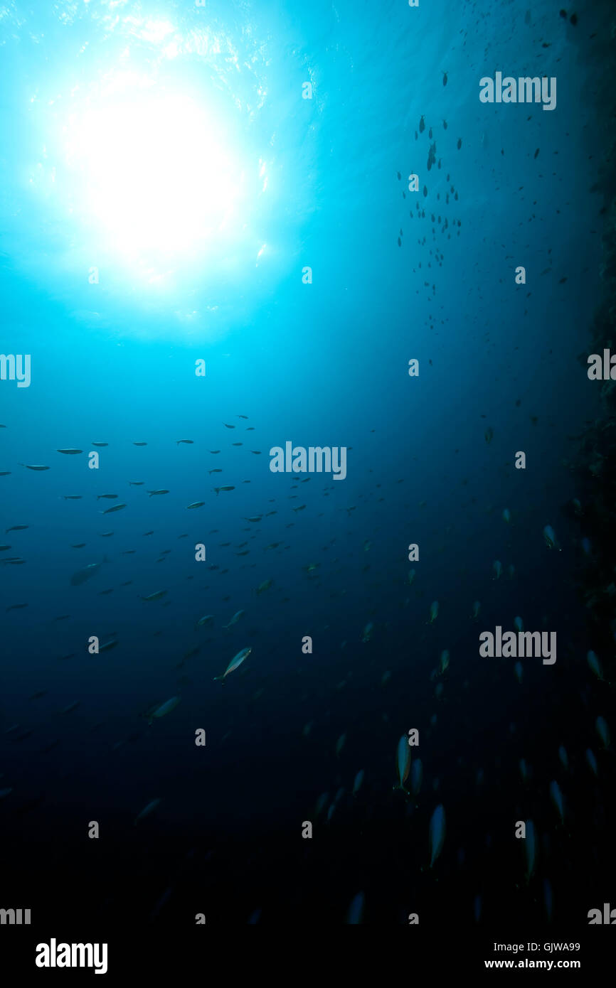 animal fish sunlight Stock Photo - Alamy