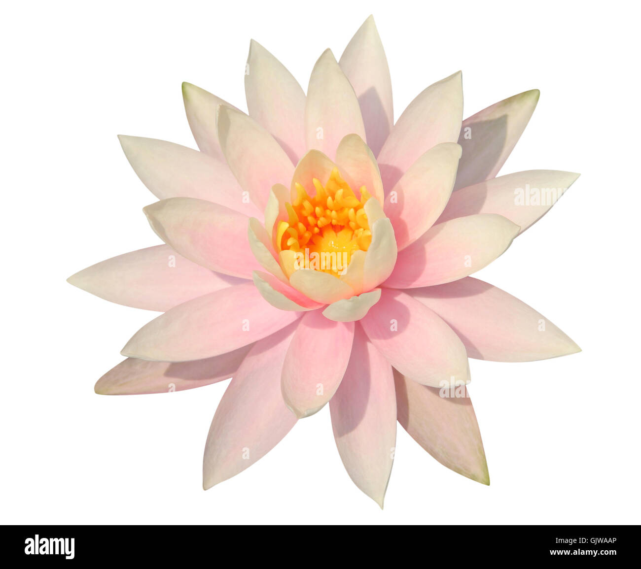 isolated flower plant Stock Photo - Alamy