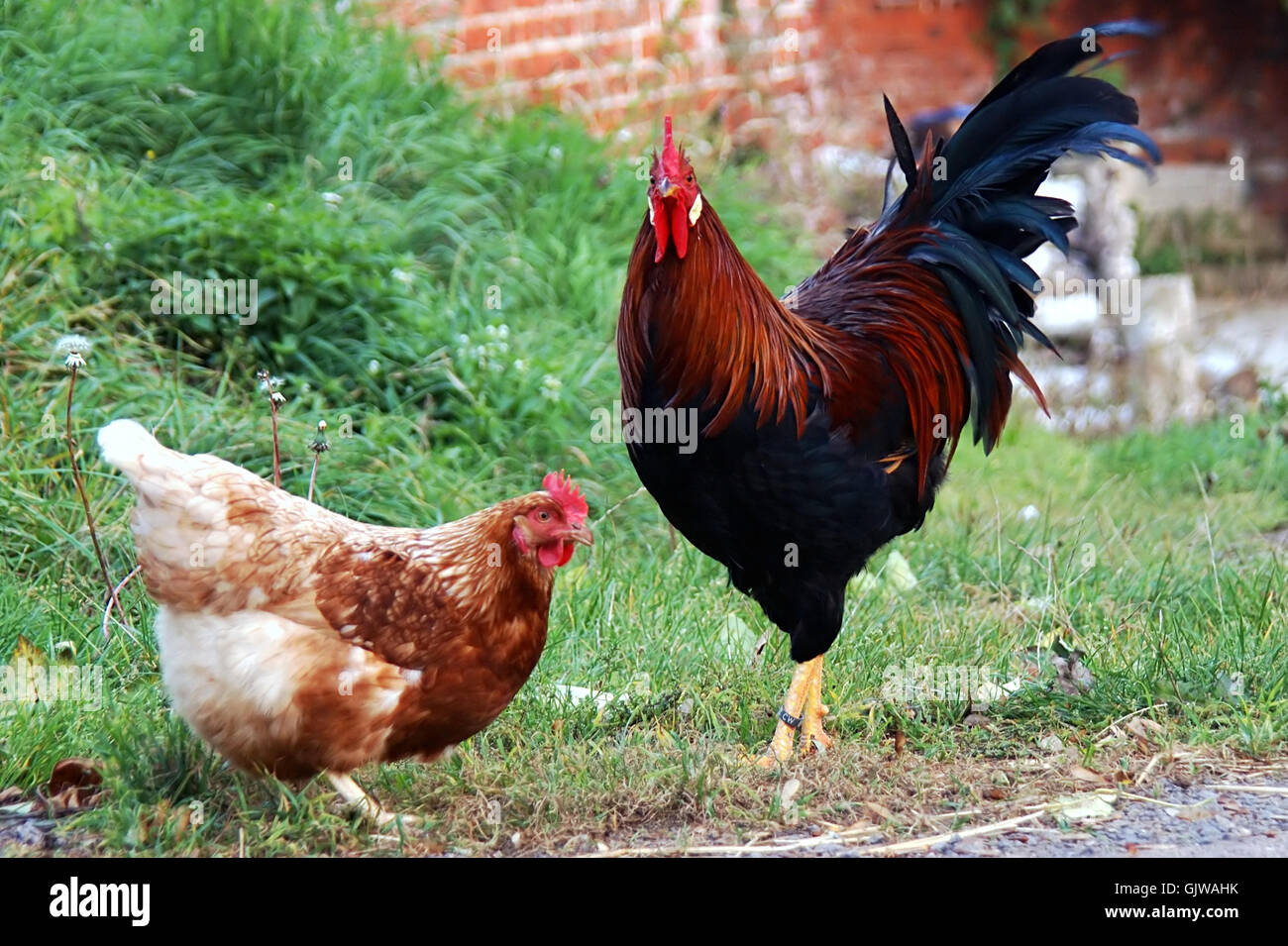 pets feathering farm animal Stock Photo - Alamy