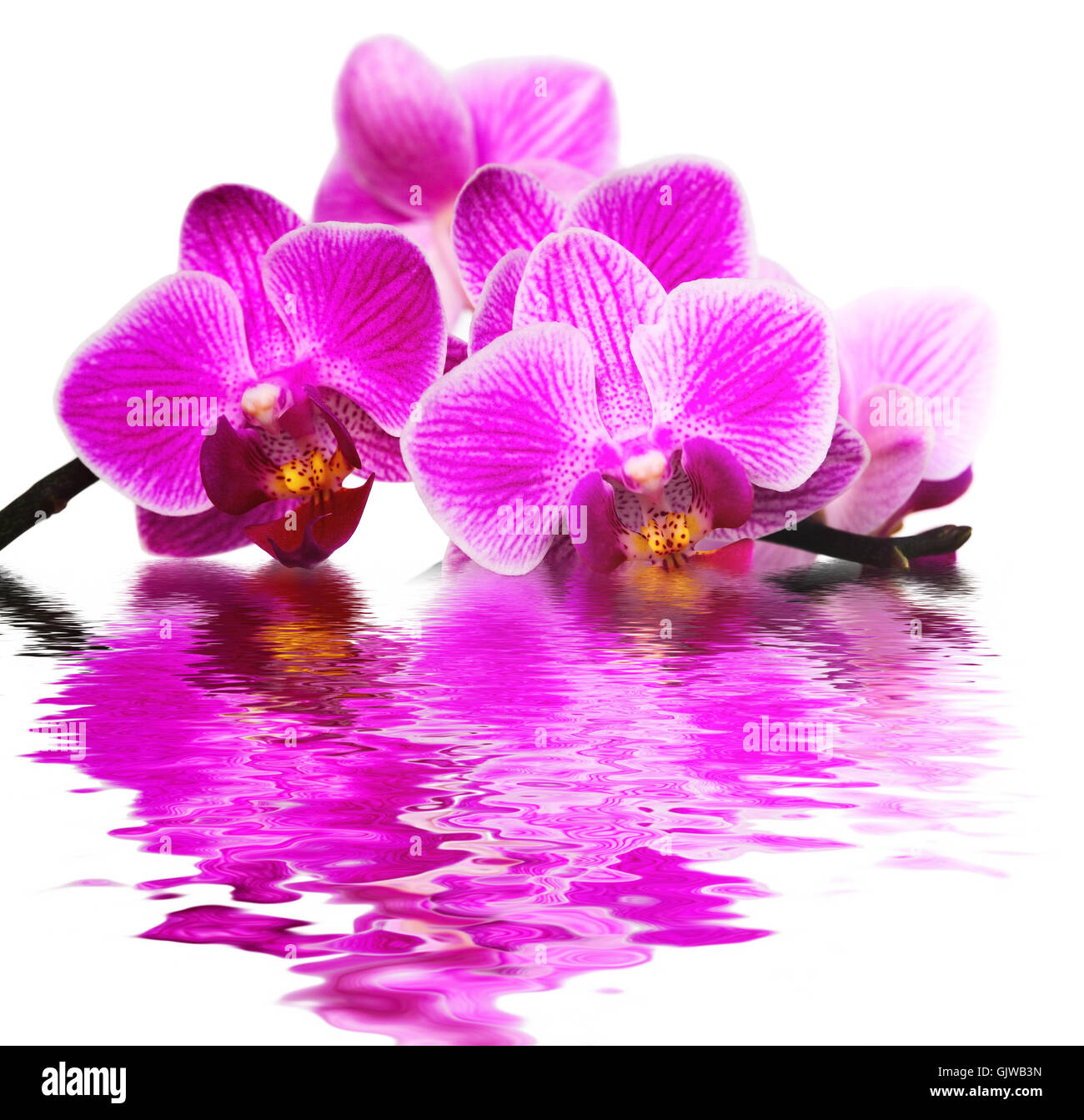 flower plant bloom Stock Photo - Alamy