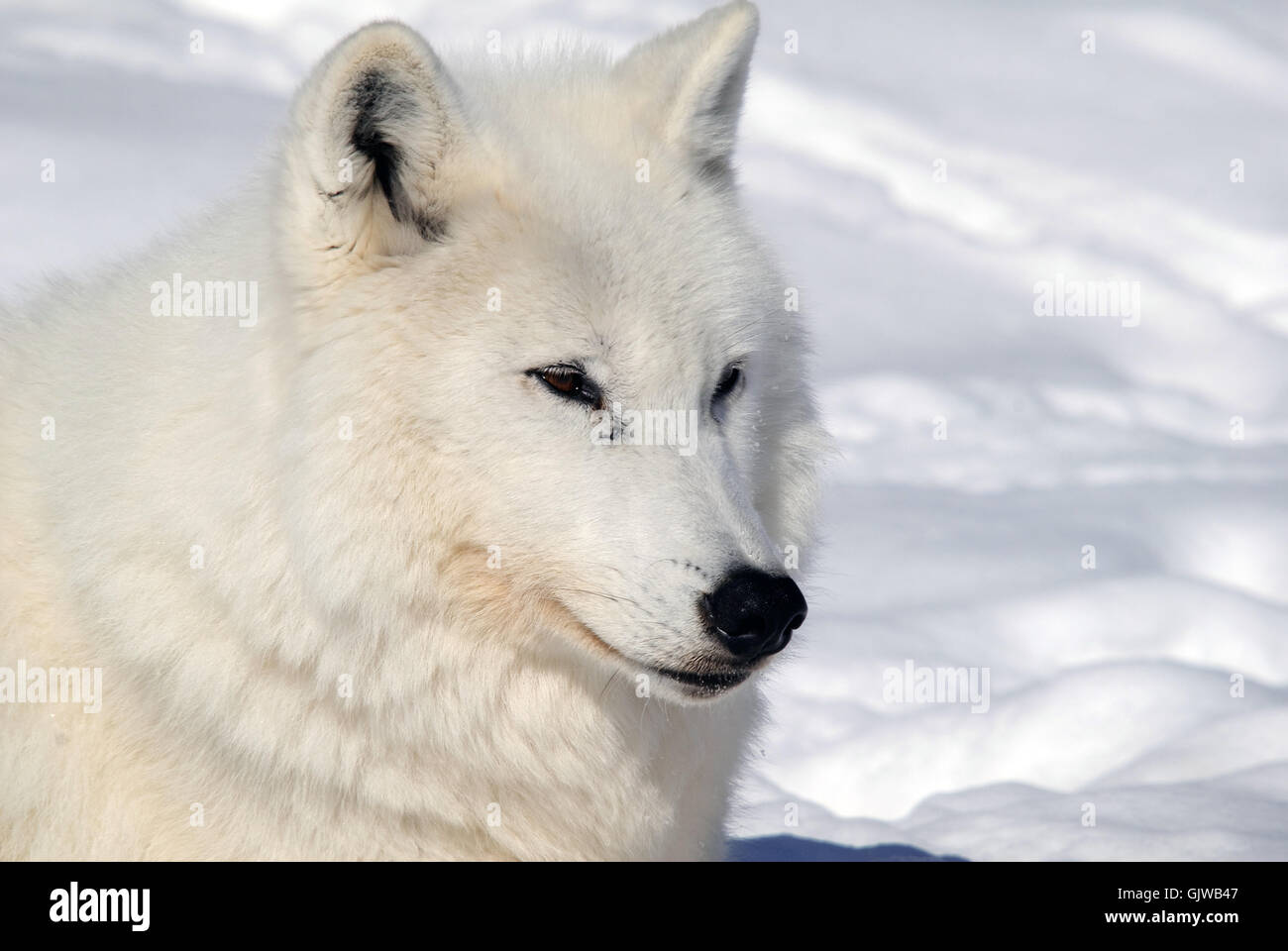 Arctic drug hi-res stock photography and images - Alamy