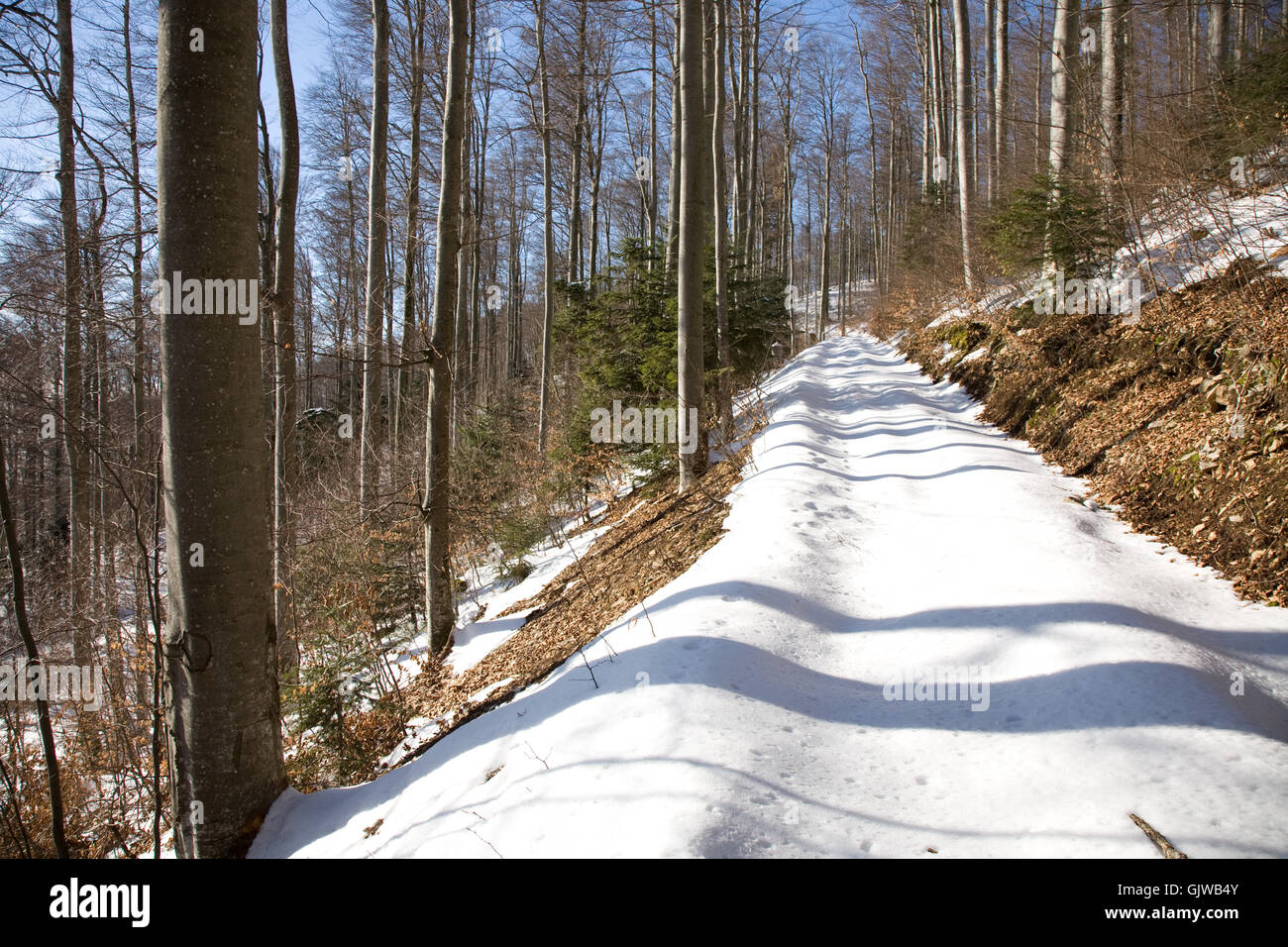 blue tree trees Stock Photo - Alamy
