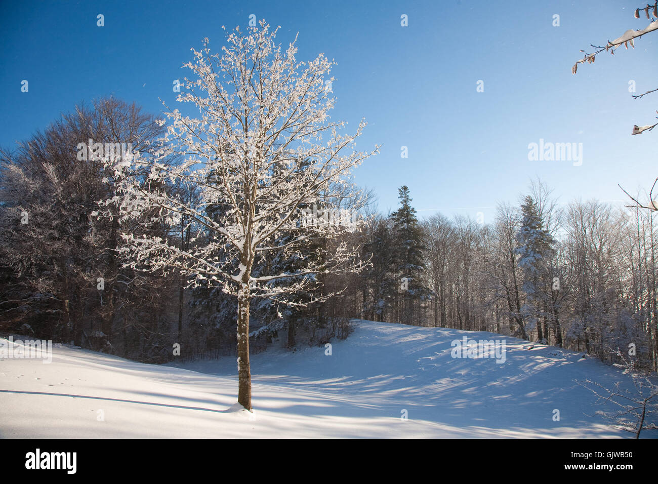 tree trees winter Stock Photo - Alamy