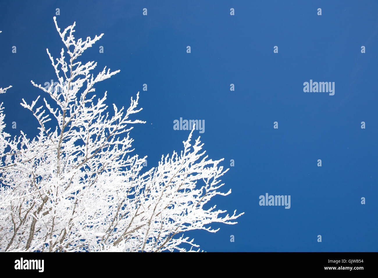blue tree trees Stock Photo - Alamy