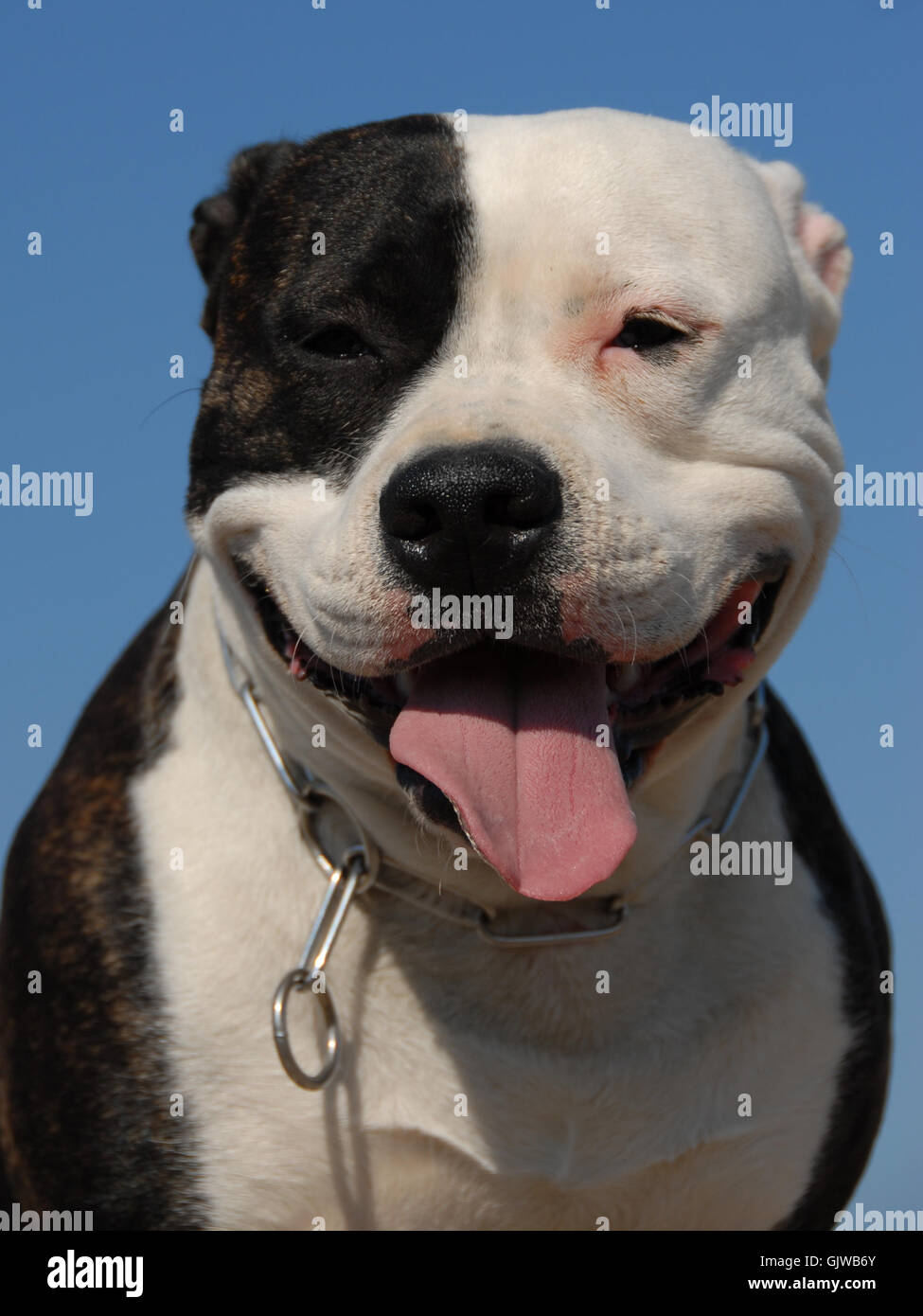 Bull dog hi-res stock photography and images - Alamy