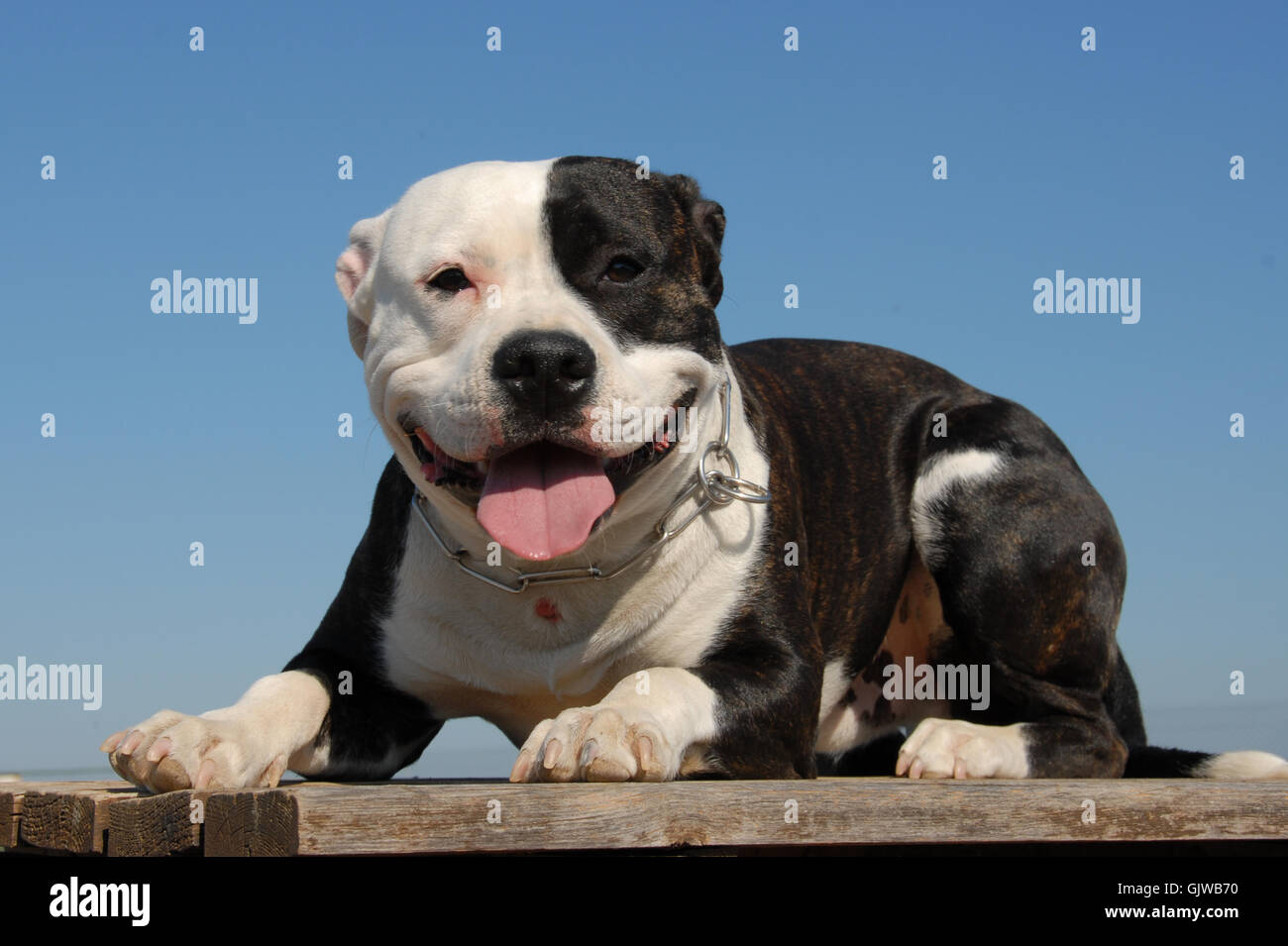 american bull dog Stock Photo - Alamy