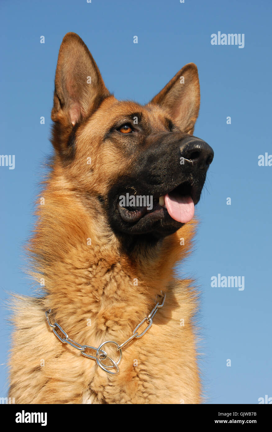 pet dog german Stock Photo - Alamy