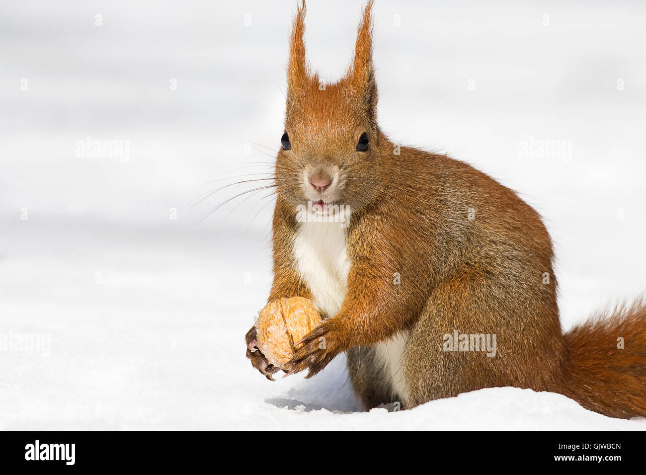 winter squirrel -3 Stock Photo - Alamy