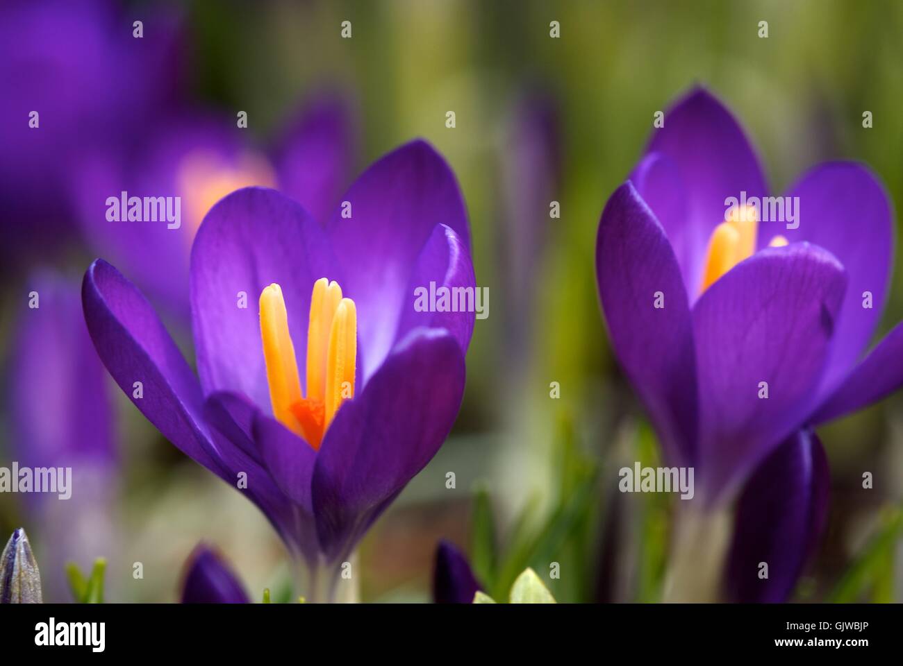 the spring comes Stock Photo - Alamy