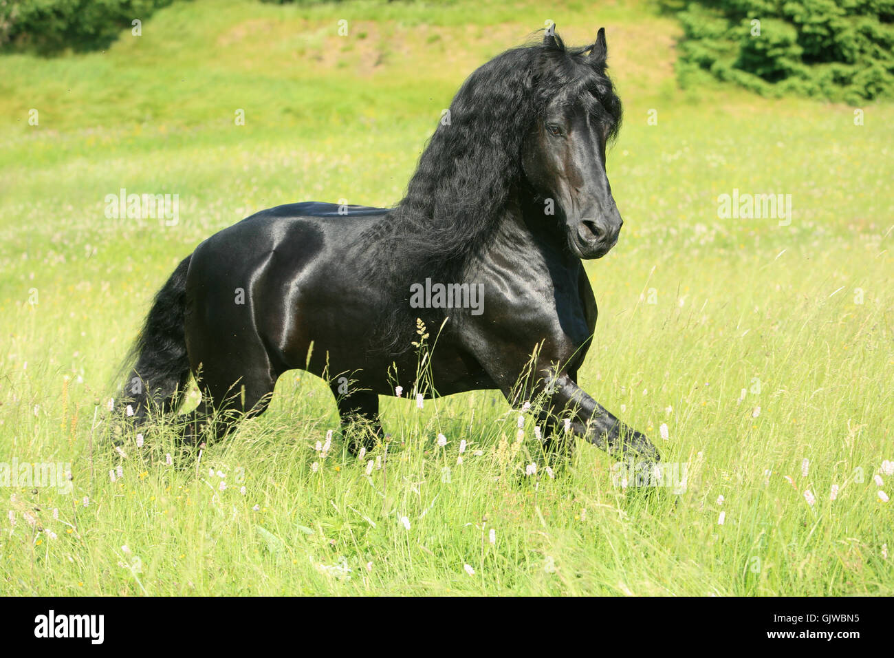 Friese hi-res stock photography and images - Alamy