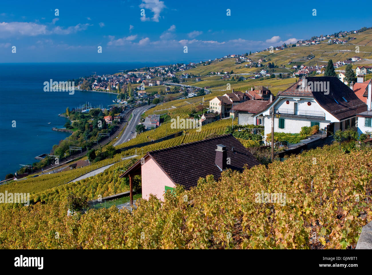 lavaux vineyards and lake geneva in the autumn Stock Photo - Alamy