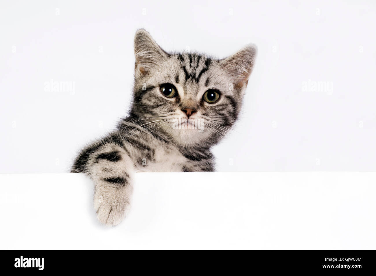text british cat baby Stock Photo - Alamy