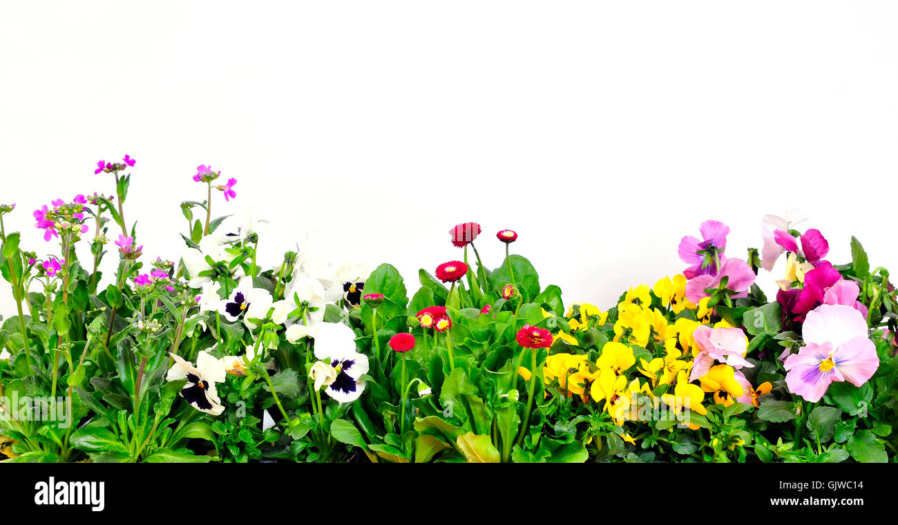 Homepage flower background hi-res stock photography and images - Alamy