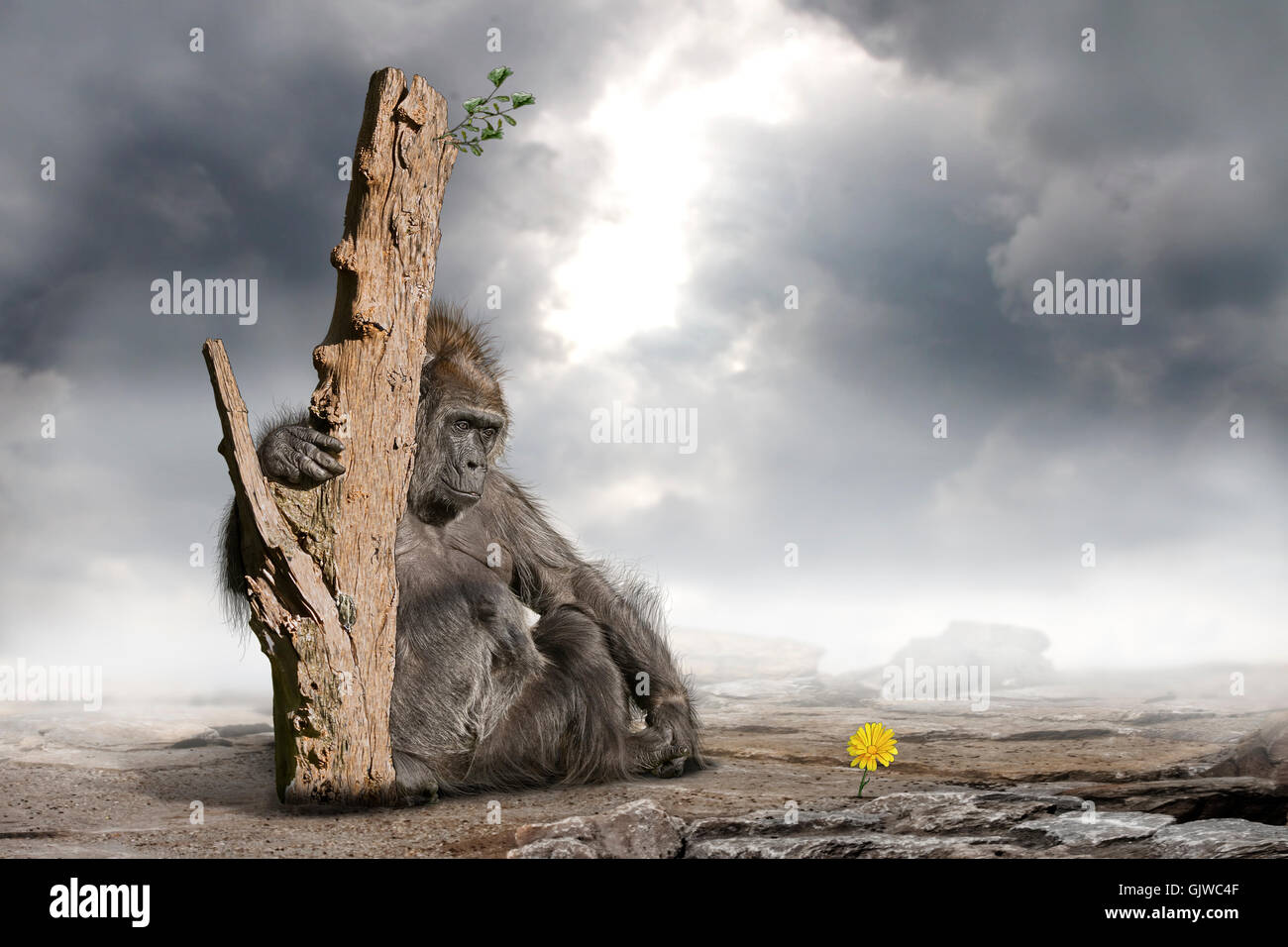 Monkey plant hi-res stock photography and images - Alamy