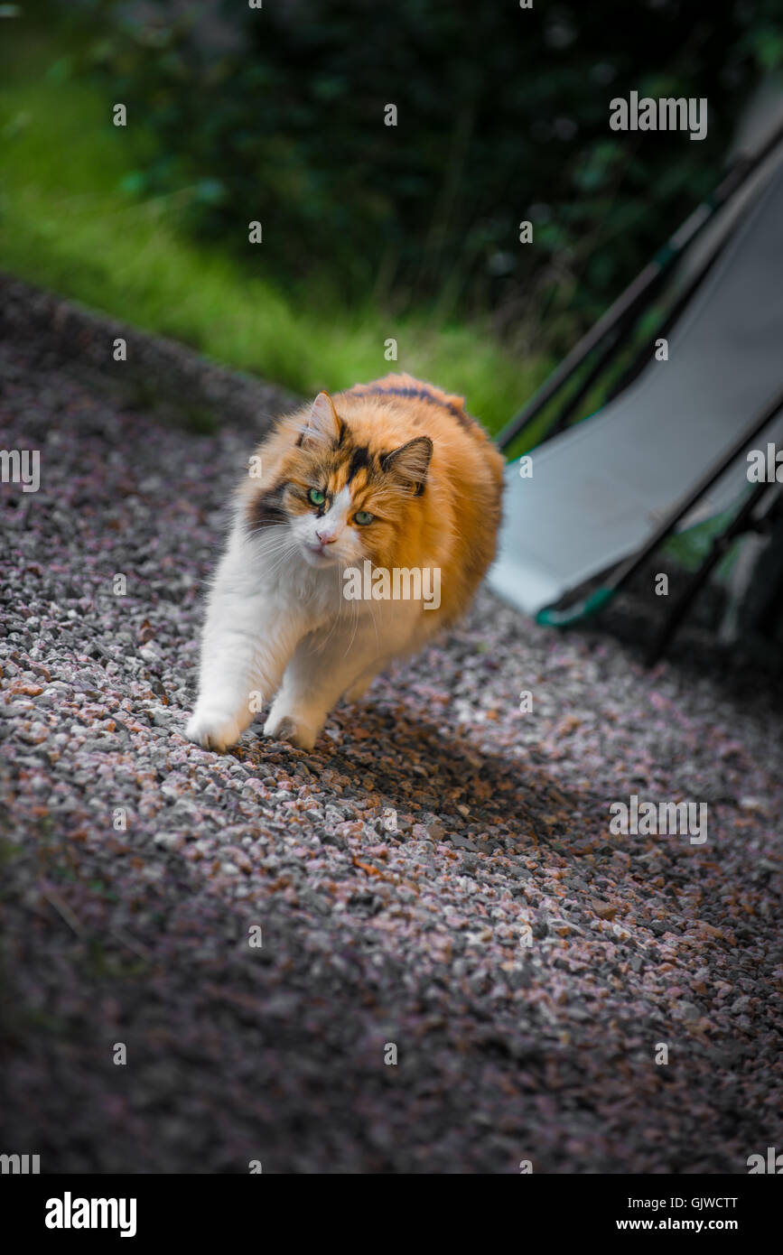 Orange cat walking hi-res stock photography and images - Alamy