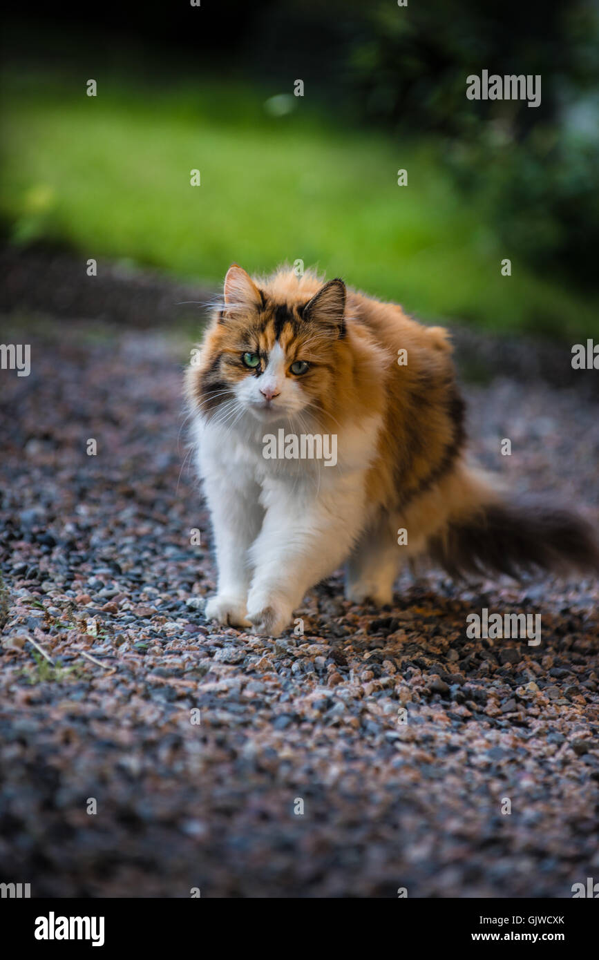 Cat walking towards you hi-res stock photography and images - Alamy