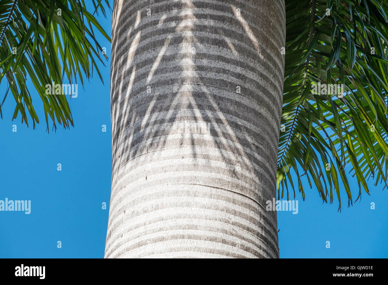 Smooth Palm Tree Trunk