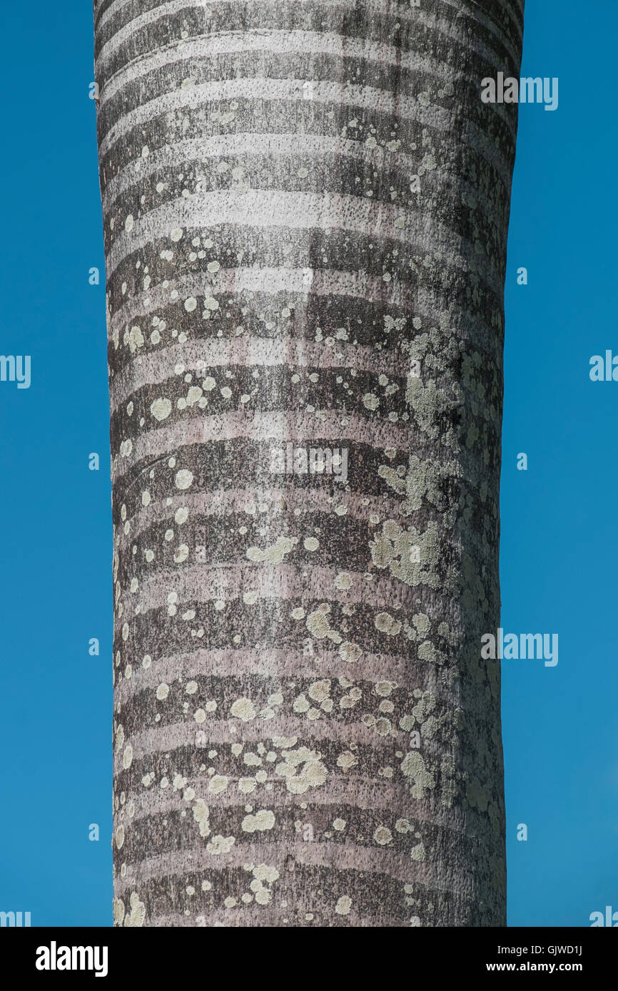 Palm tree bark hi-res stock photography and images - Alamy