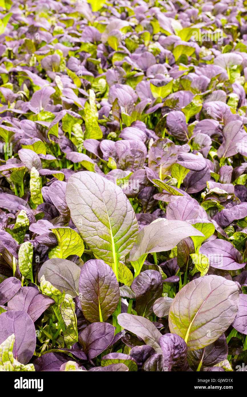 Organic red romaine in a greenhouse Stock Photo - Alamy