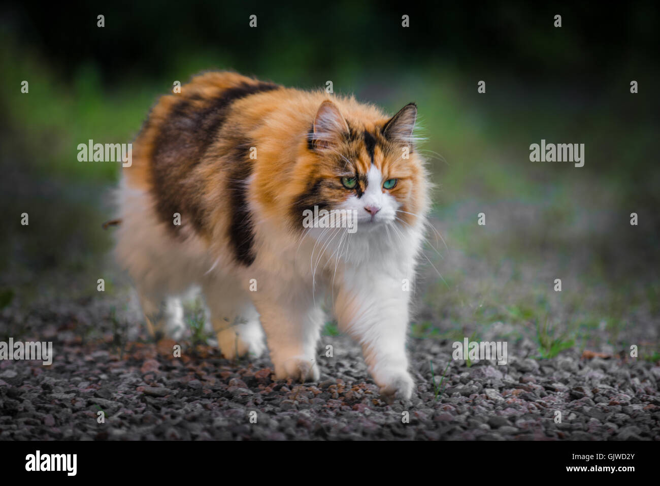 Angry beautiful cat walking Stock Photo - Alamy