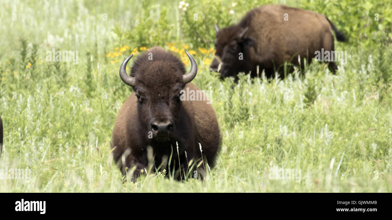 Lawton, Oklahoma, USA. 8th Nov, 2016. Buffalo roam the Wichita ...