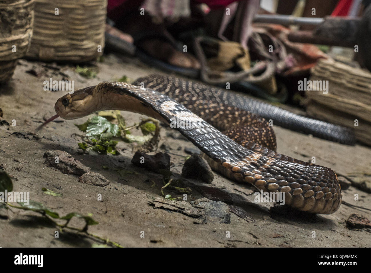 Kolkata. 17th Aug, 2016. Photo taken on Aug. 17, 2016 shows a snake at ...