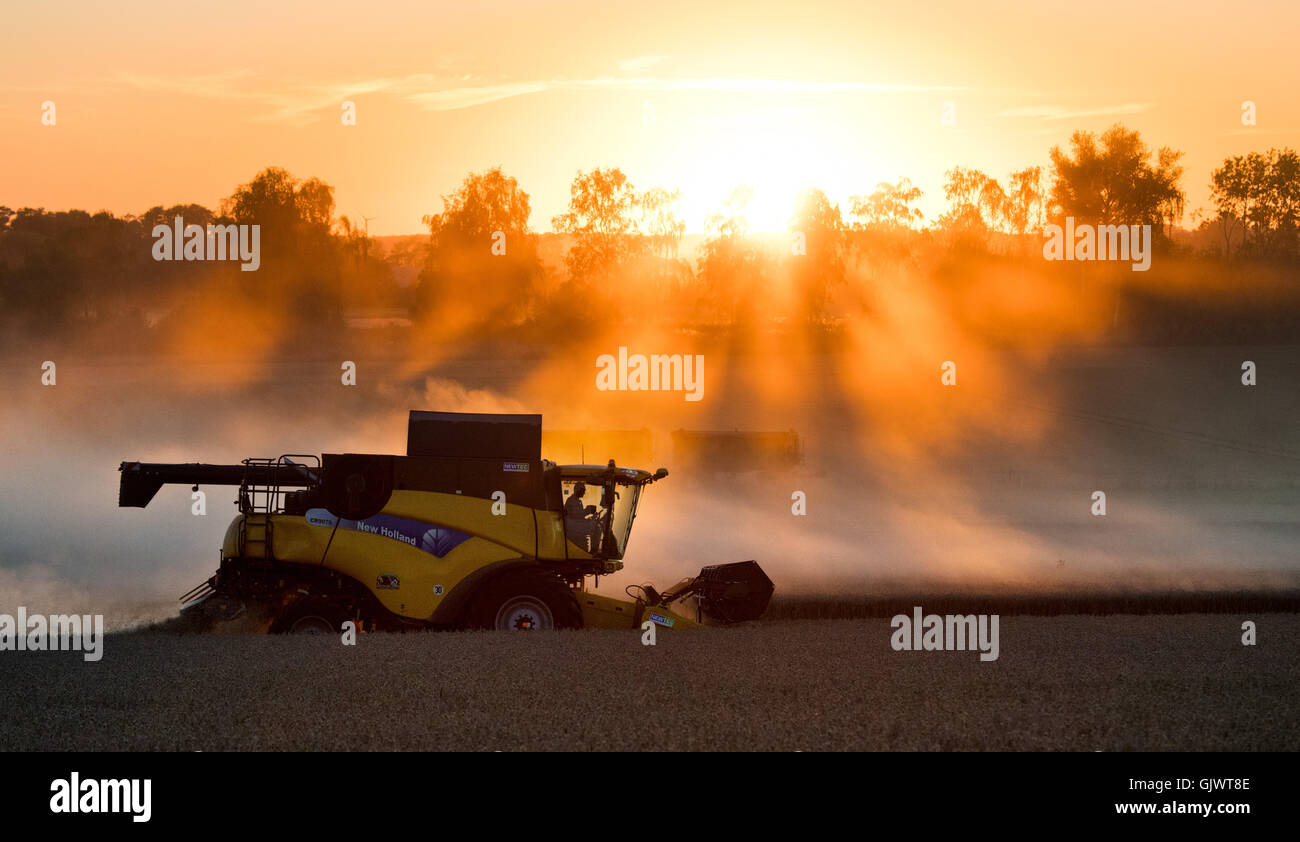 Sehnde, Germany. 17th Aug, 2016. A farmer harvesting wheat using a ...