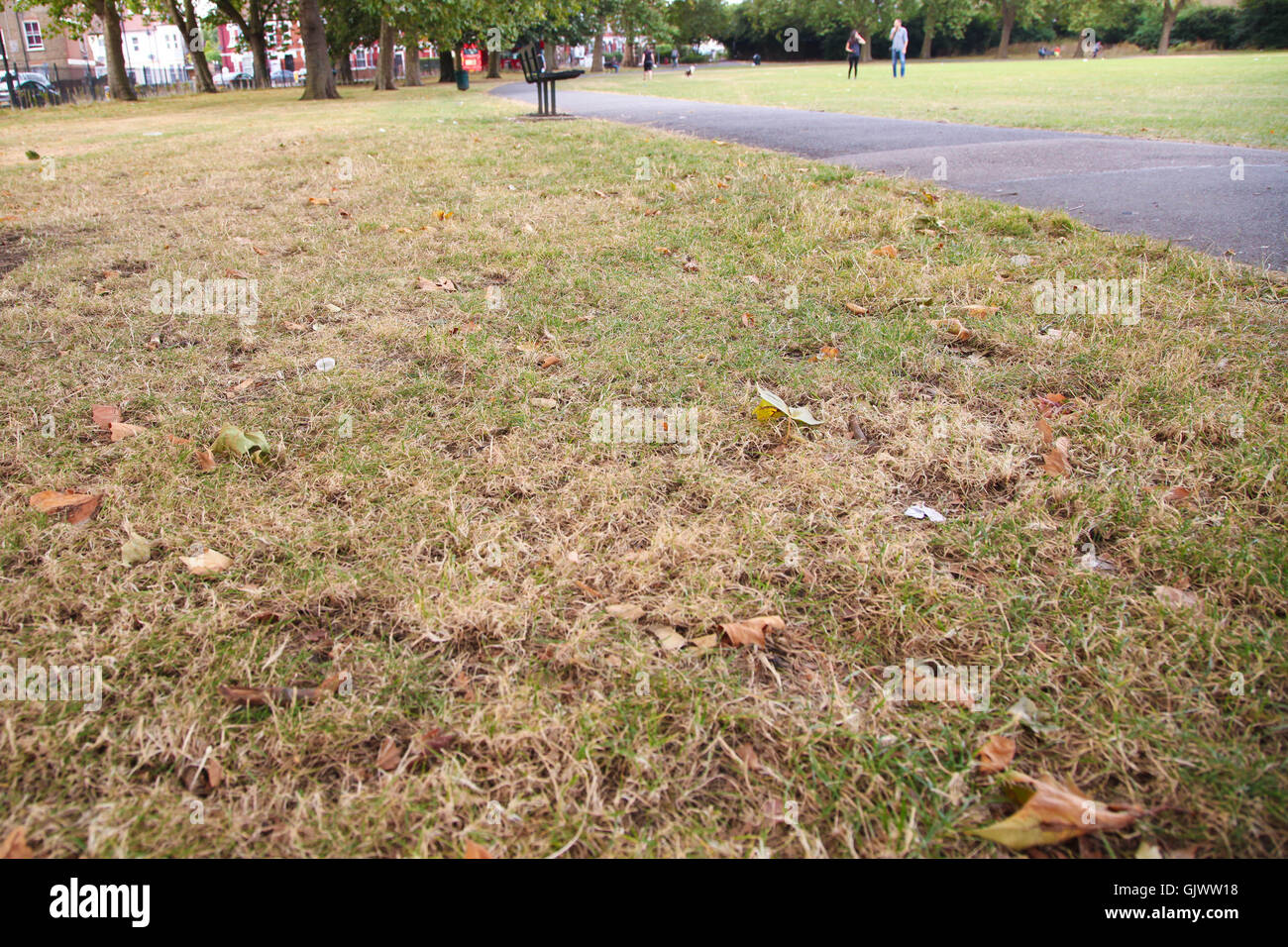 North London, UK. 18th Aug, 2016. An absolute drought in parts of ...