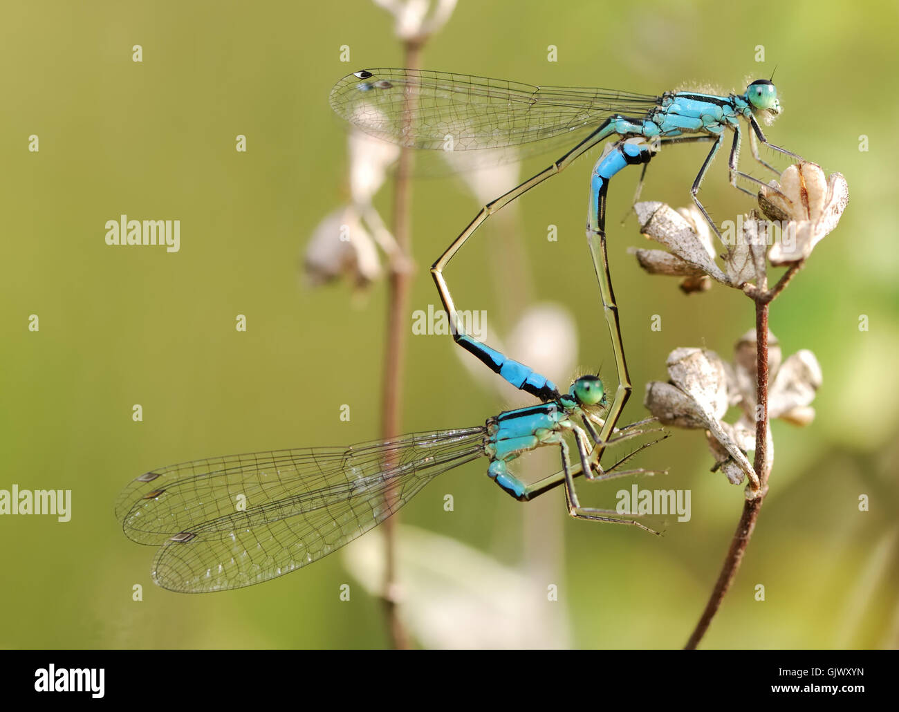 insect dragonfly mating Stock Photo - Alamy
