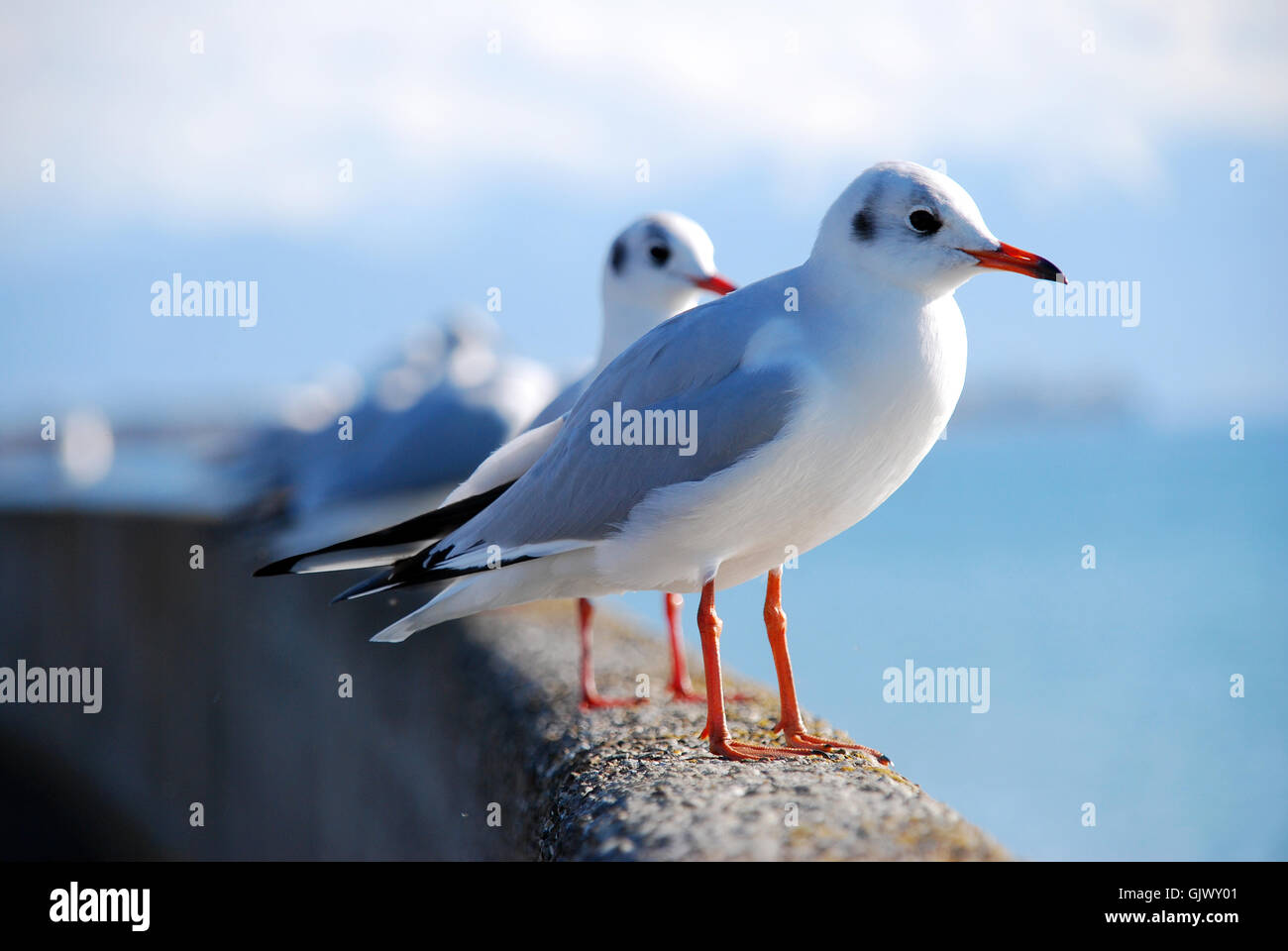 Row of birds hi-res stock photography and images - Alamy