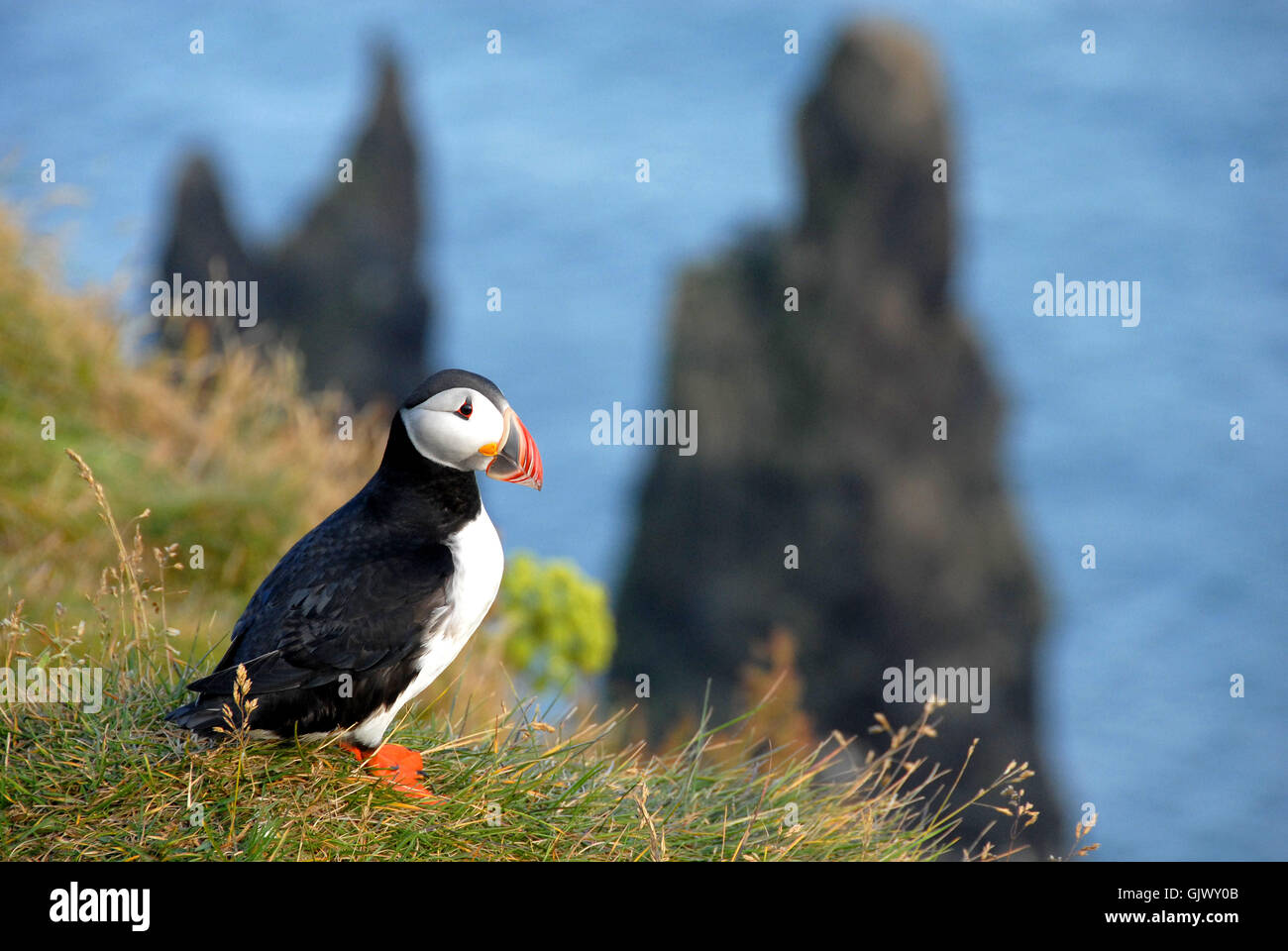 Puffin chick hi-res stock photography and images - Alamy