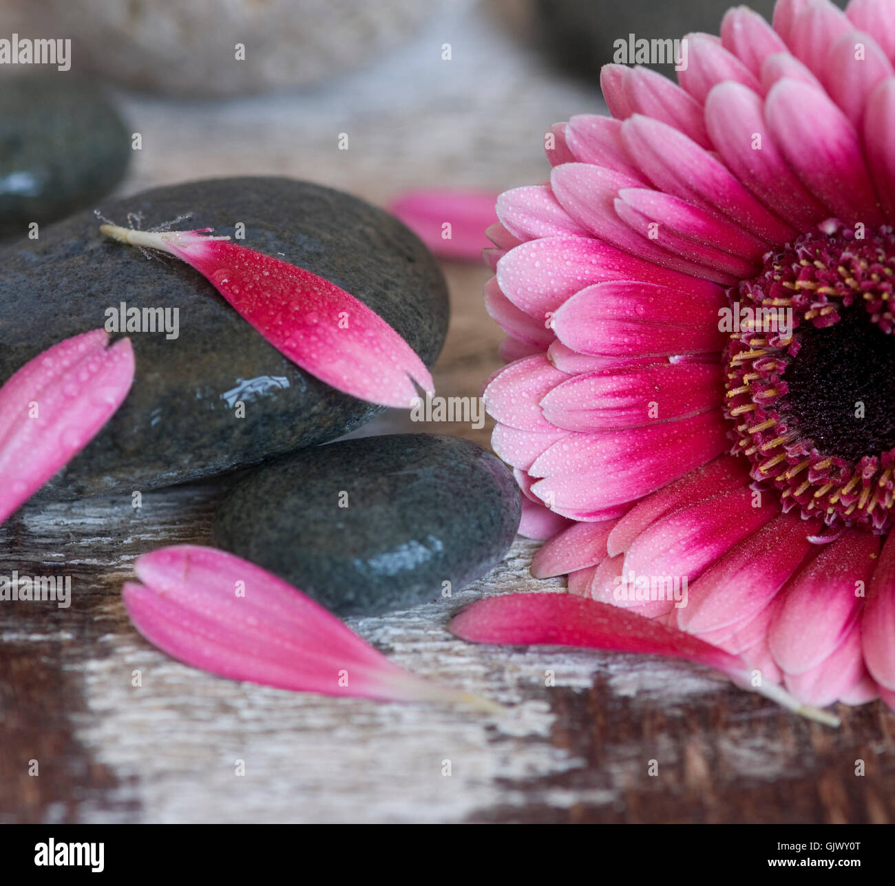 still life flower plant Stock Photo - Alamy