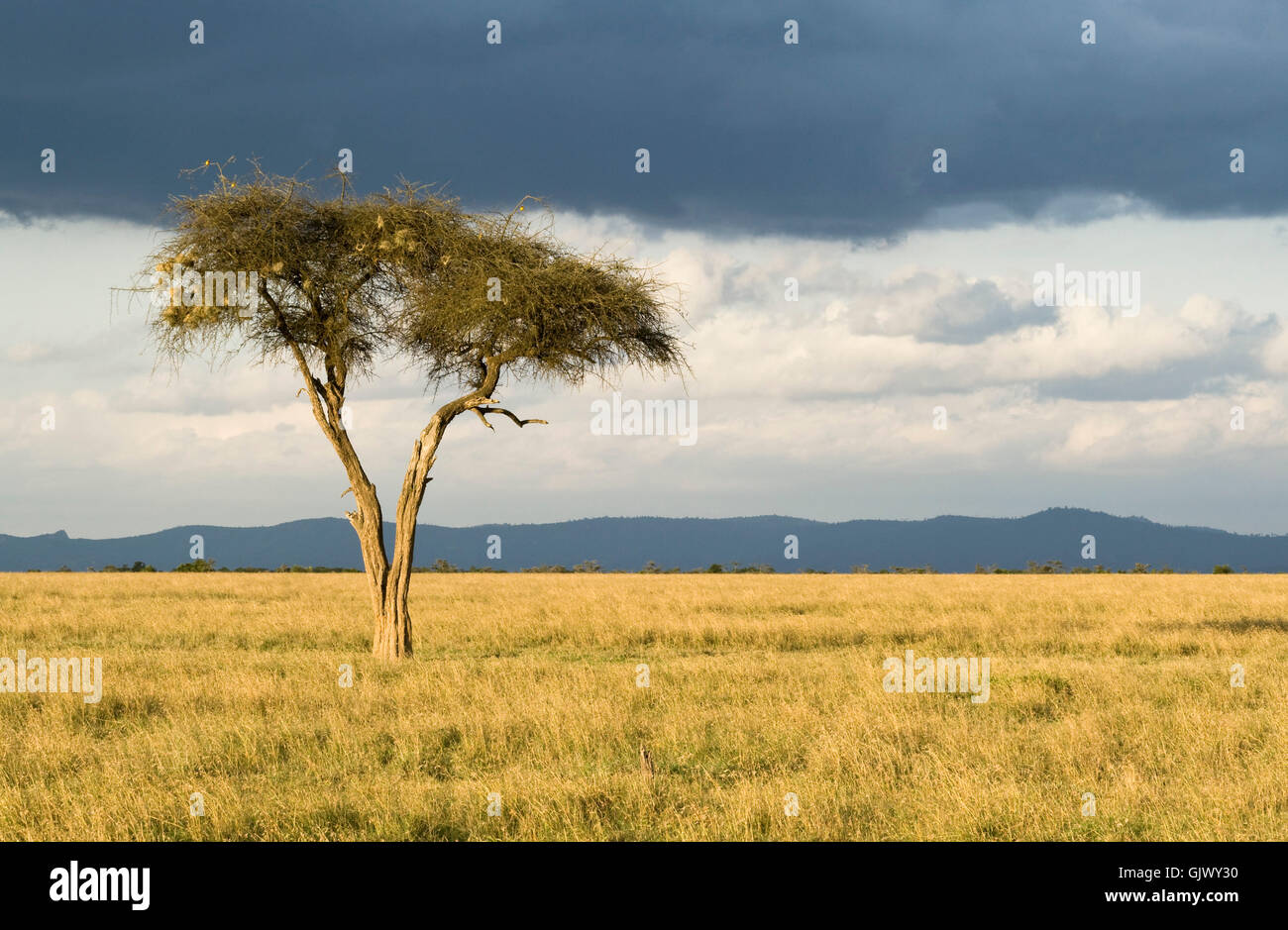 tree savannah thunderstorm Stock Photo - Alamy