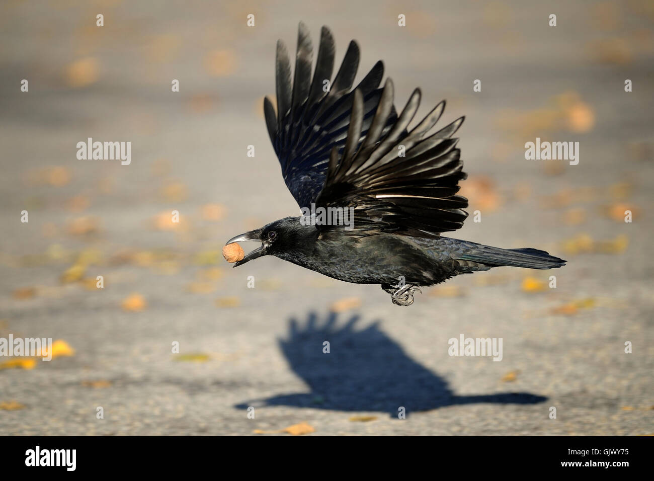 flight transport crow Stock Photo - Alamy