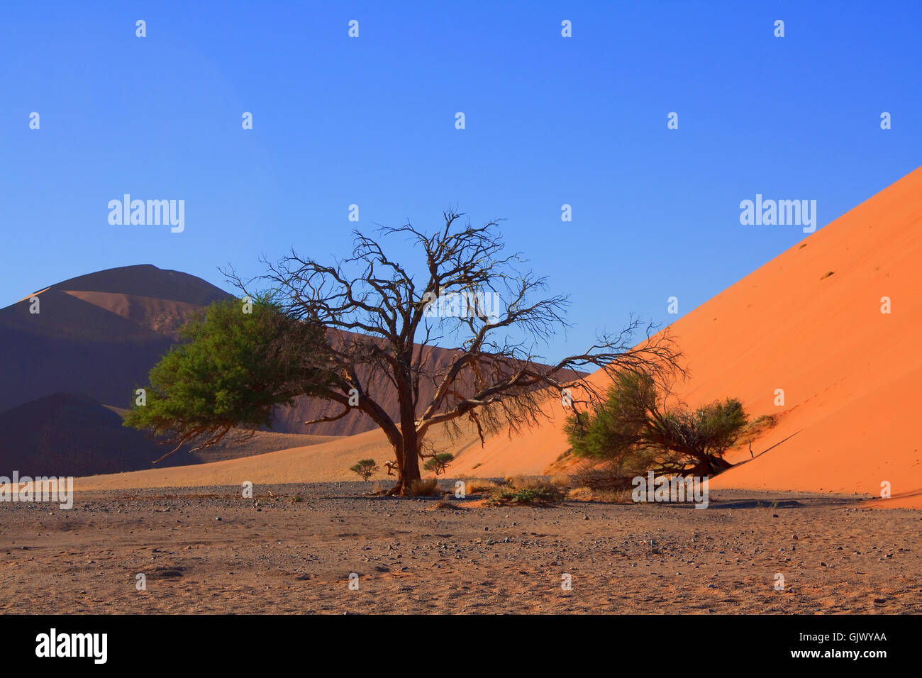 the red dunes of namibia Stock Photo - Alamy