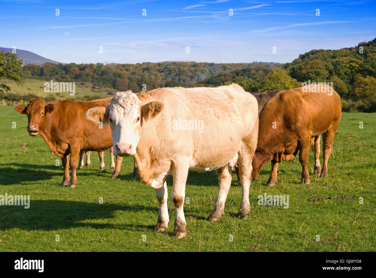 field cows cattle Stock Photo - Alamy