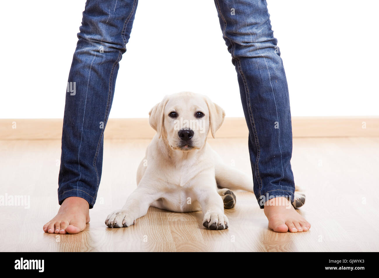 Dog legs hi-res stock photography and images - Alamy