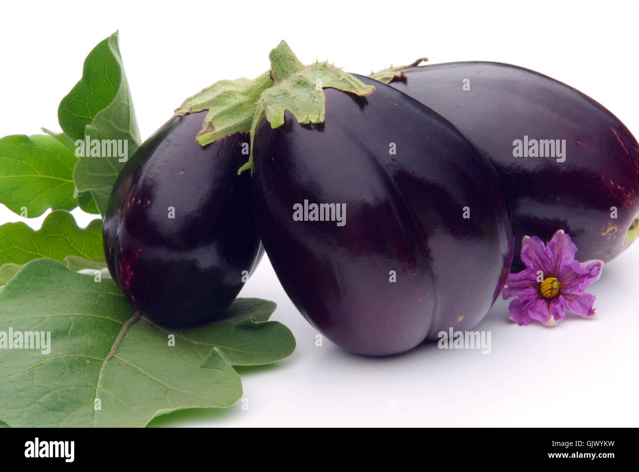 Purple and green backdrop hi-res stock photography and images - Alamy