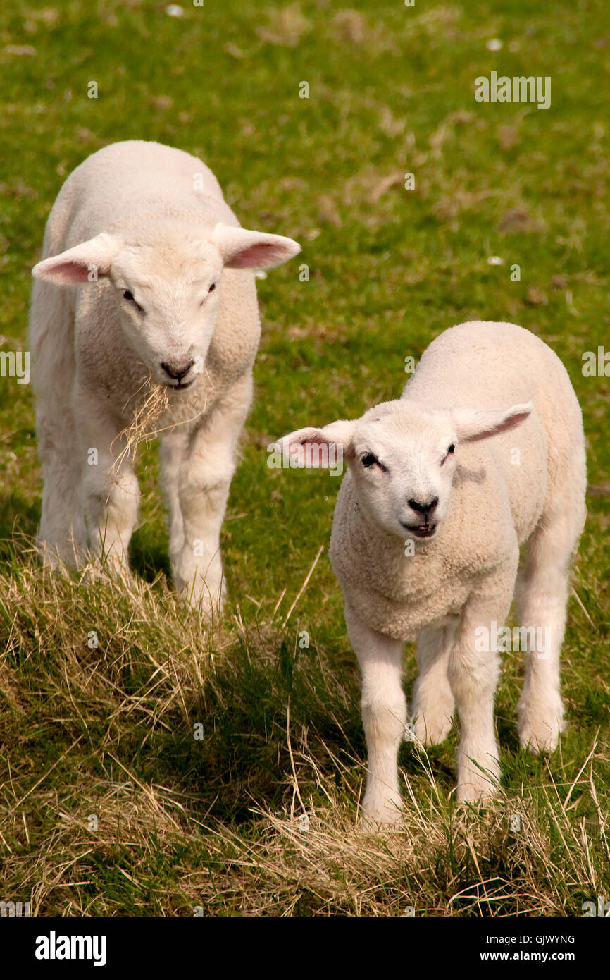 Sheep funny hi-res stock photography and images - Alamy