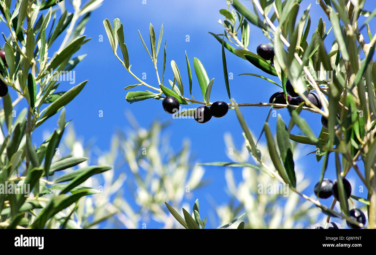 tree agriculture farming Stock Photo - Alamy