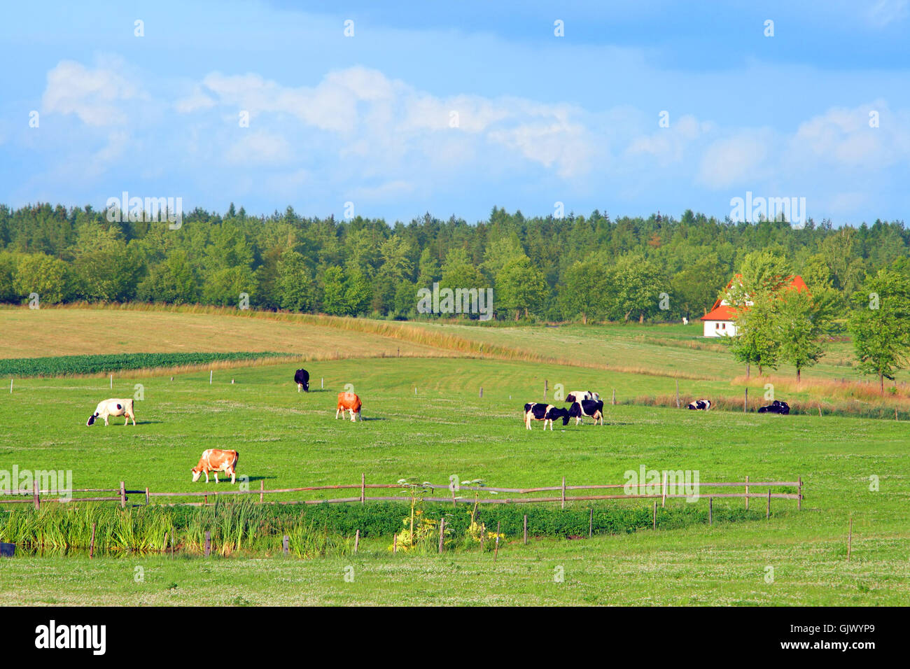 summer summerly cow Stock Photo - Alamy