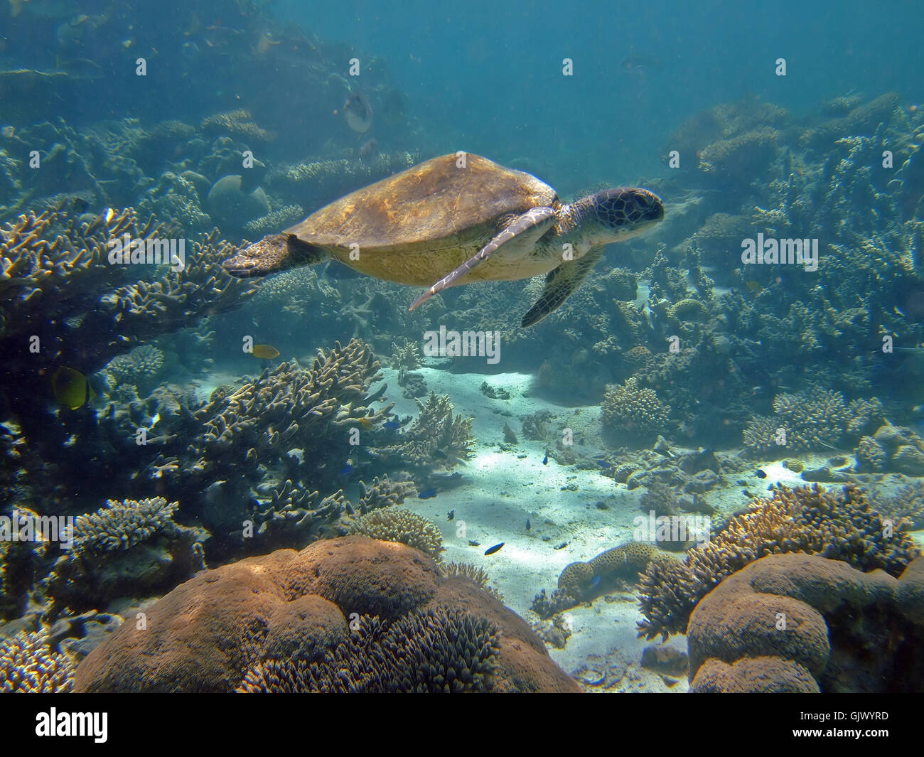 armour turtle salt water Stock Photo - Alamy