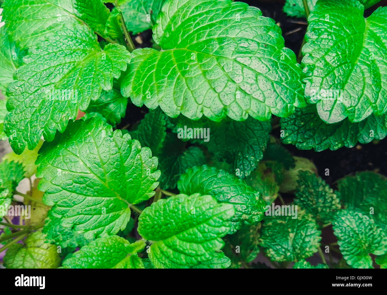 Melissa plant with green leaves Stock Photo - Alamy