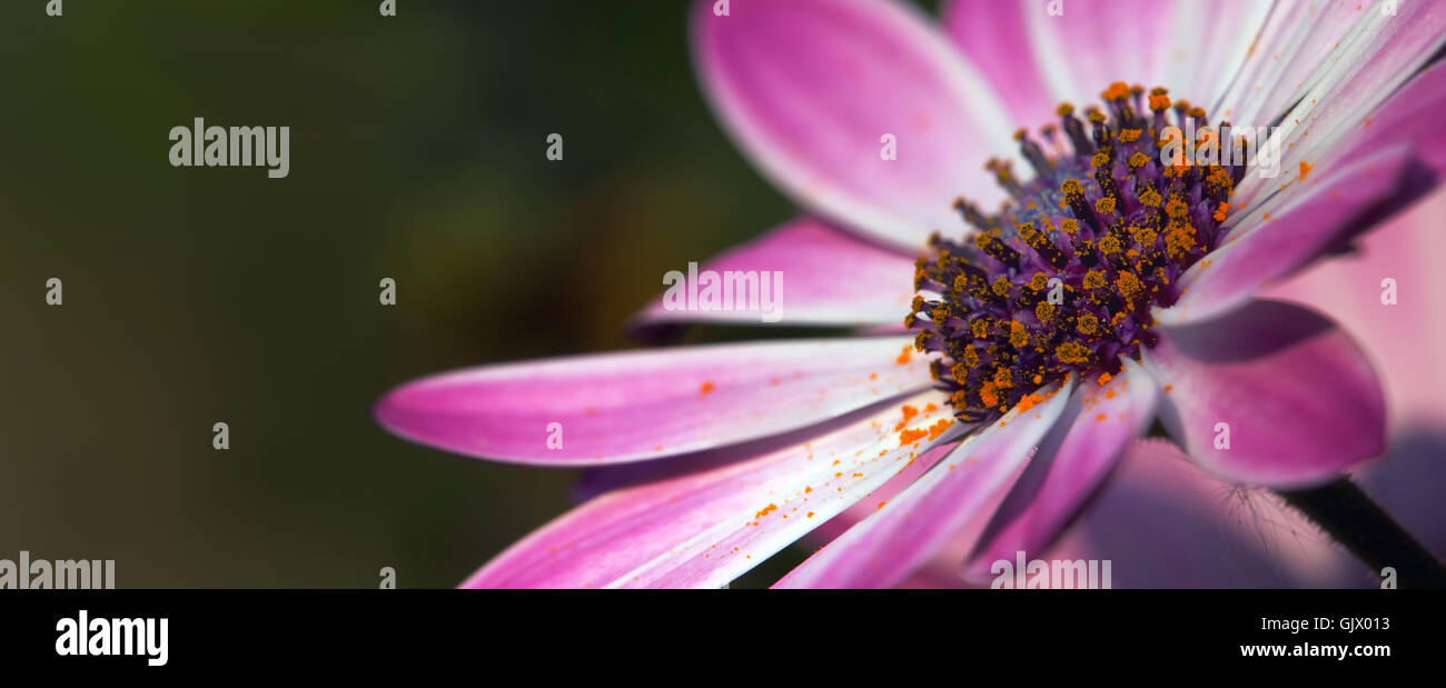 Laterally two hi-res stock photography and images - Alamy