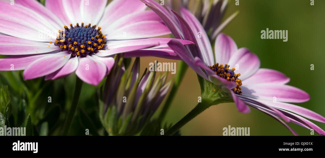 Range of garden flower colours hi-res stock photography and images - Alamy
