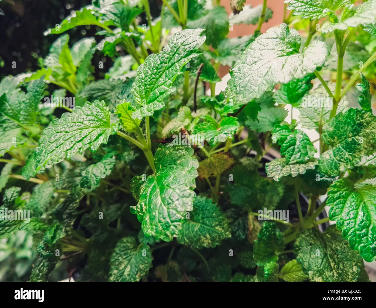 Melissa plant with green leaves Stock Photo - Alamy