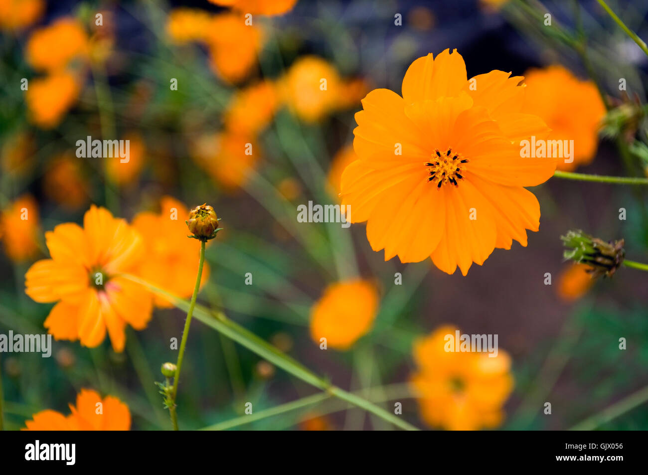 flower plant bloom Stock Photo - Alamy