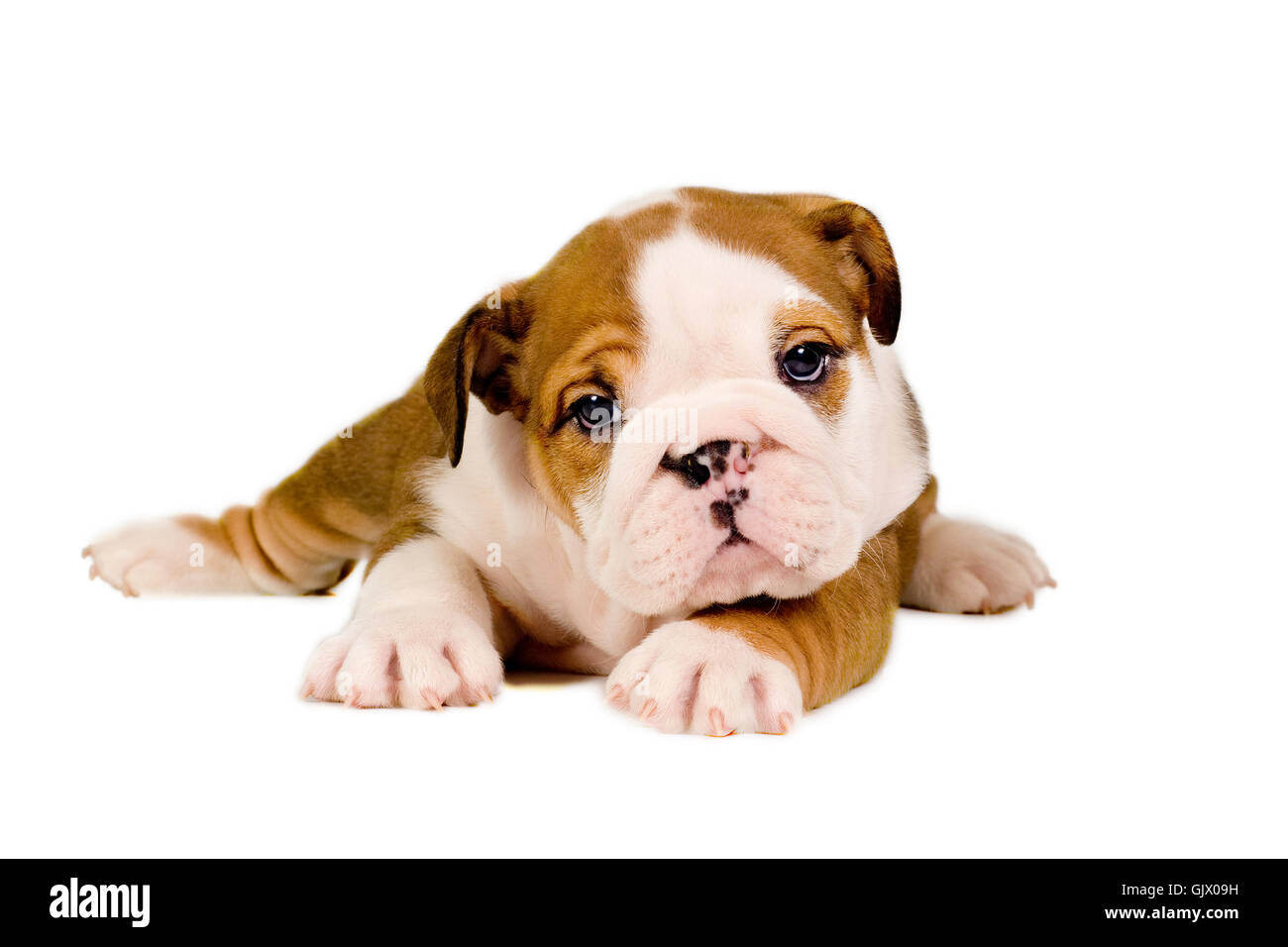 English buldog hi-res stock photography and images - Alamy